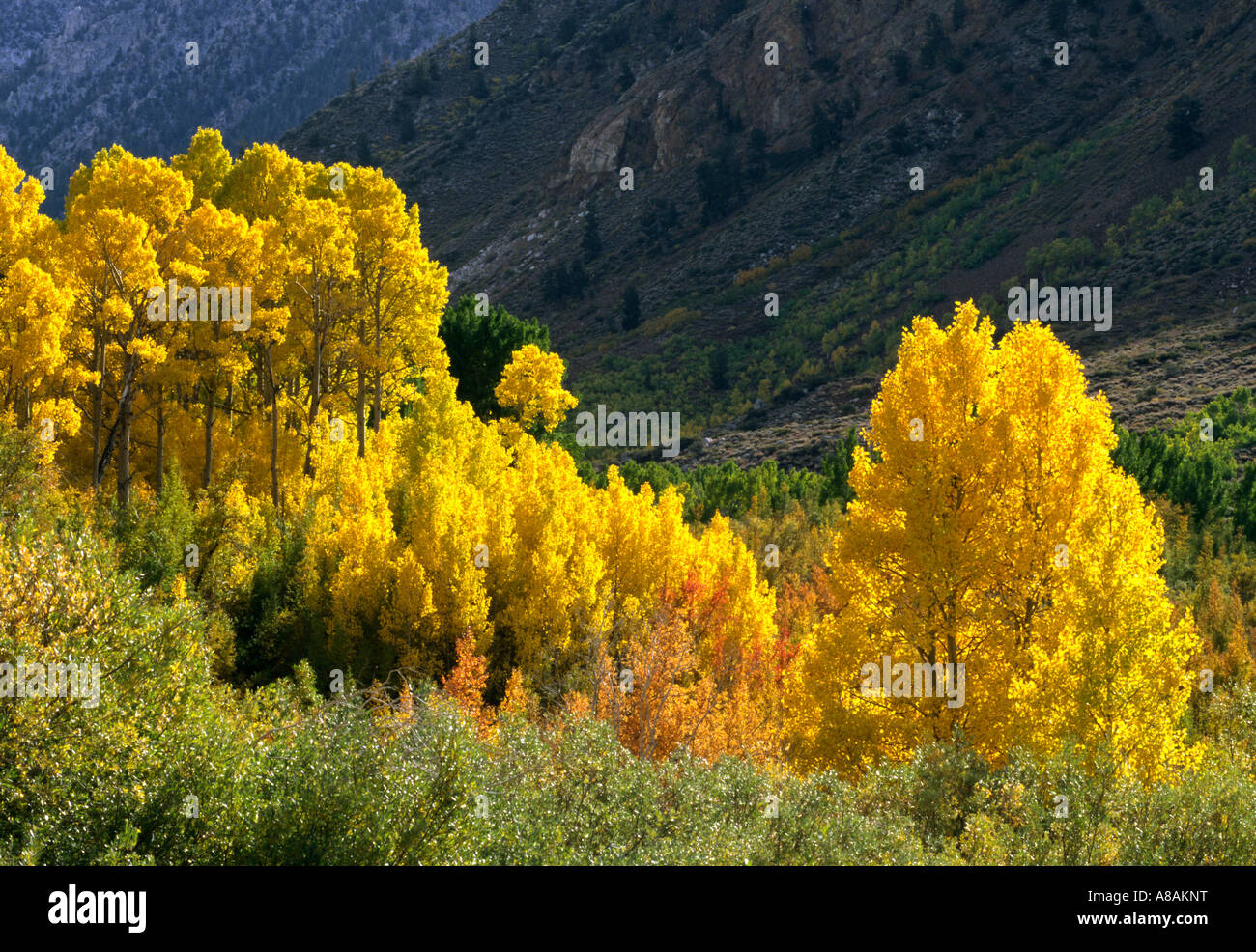 A stand of QUAKING ASPEN glow golden in the autumn sunshine SIERRA ...