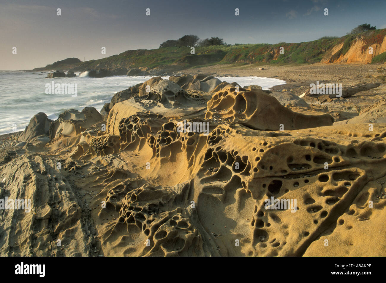 Wind formed tafoni formations in stone Bean Hollow State Beach San ...