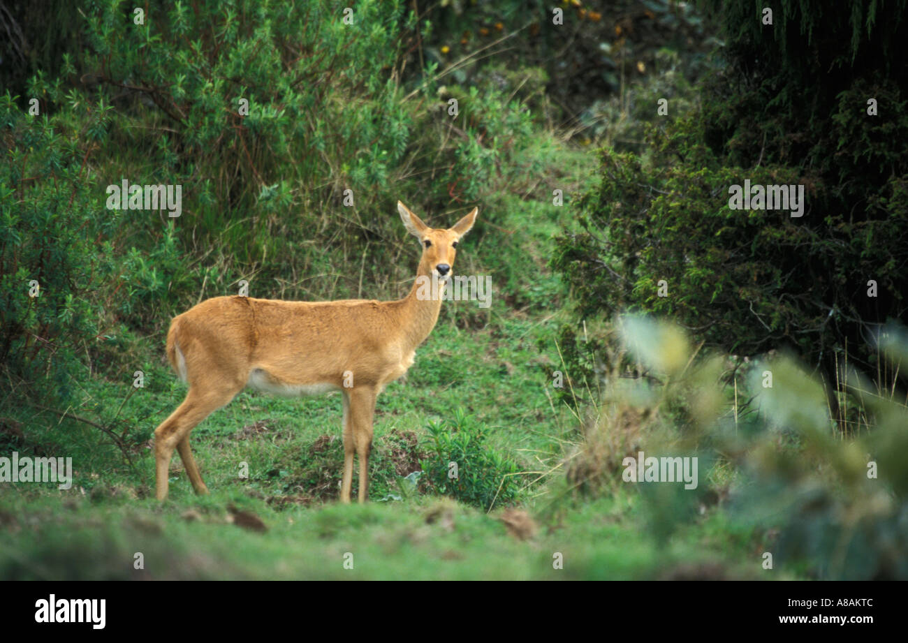 Reedbuck bale hi-res stock photography and images - Alamy