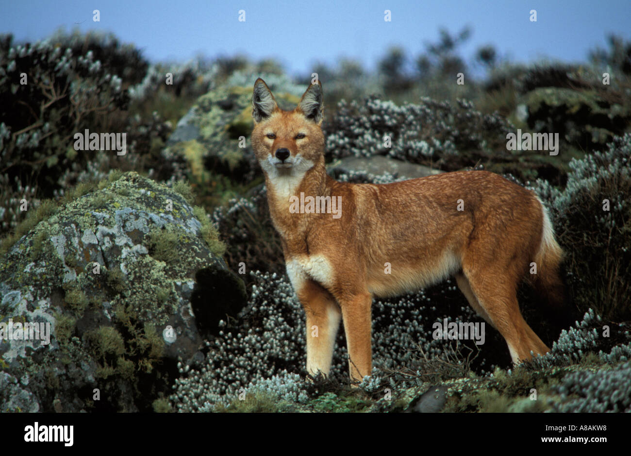 Ethiopian wolf, Canis simensis, Bale Mountains National Park, Sanetti ...