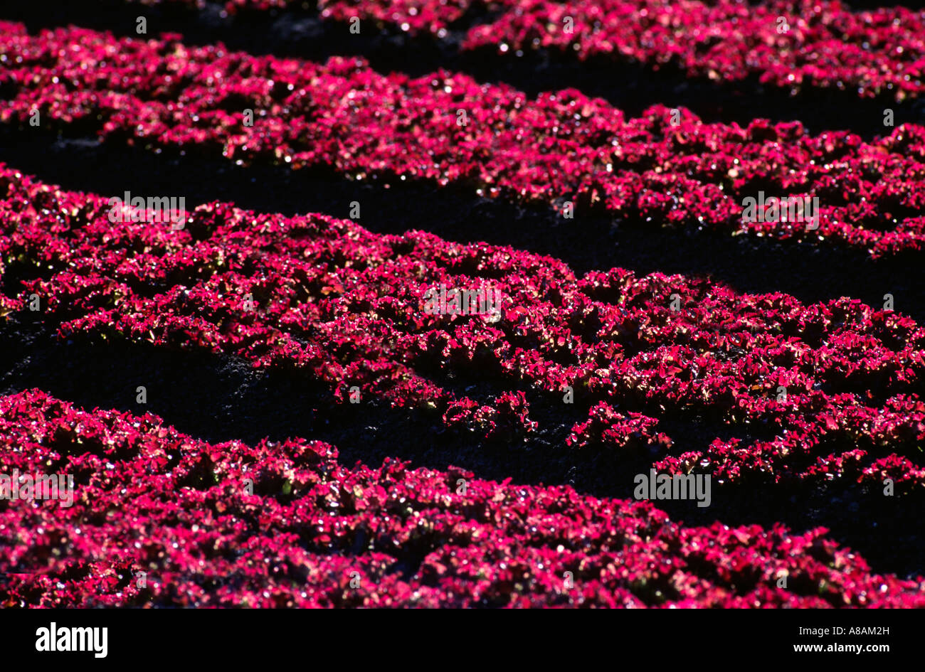Baby red curly leaf lettuce Watsonville California Stock Photo - Alamy