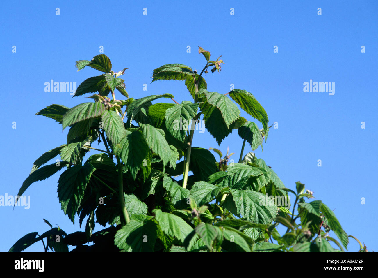 Rasberry field hi-res stock photography and images - Alamy
