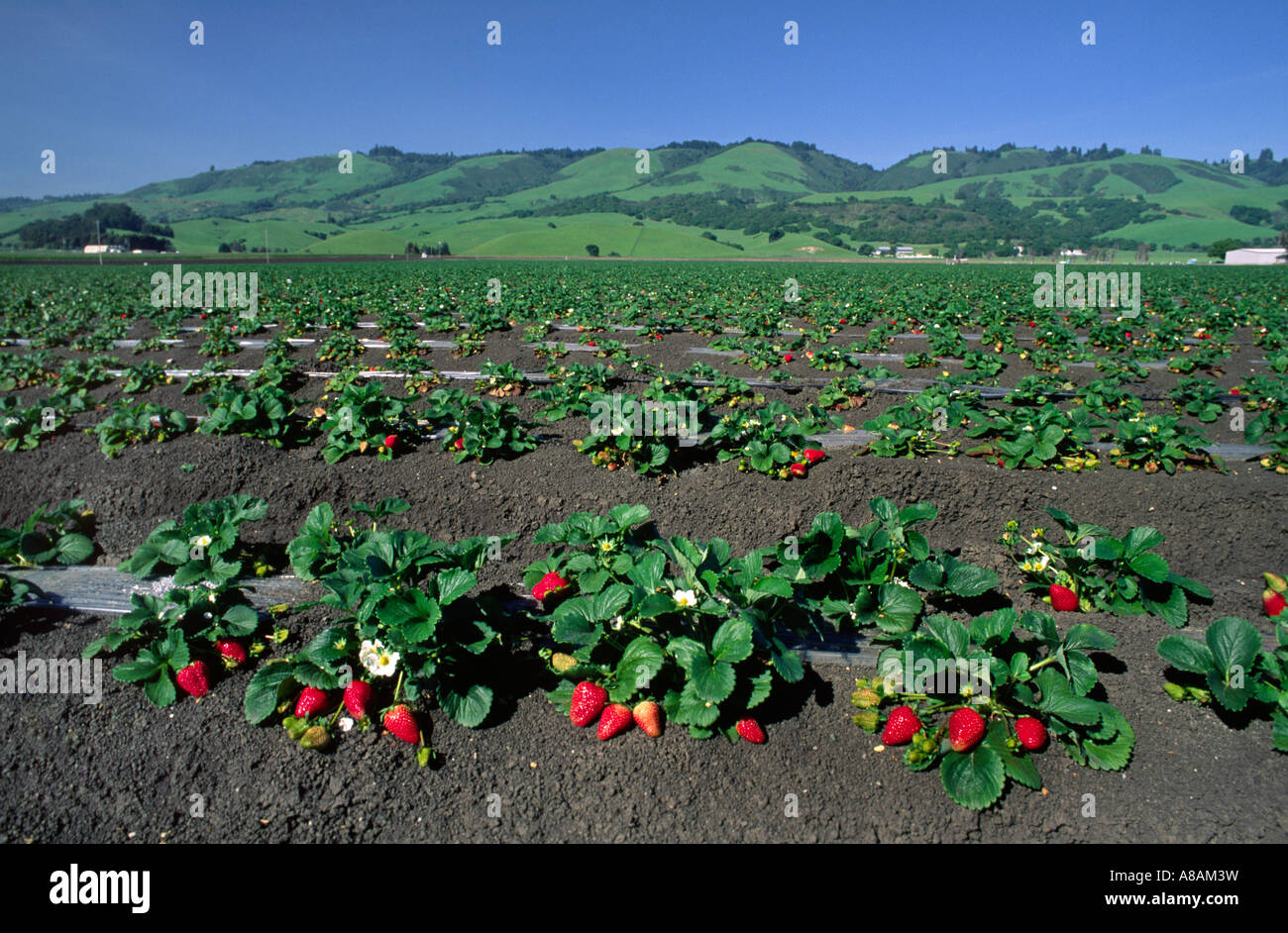 Strawberry field Watsonville California Stock Photo - Alamy