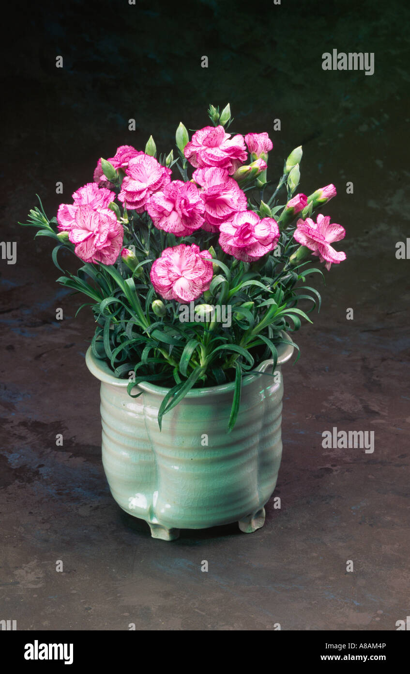Potted commercially grown pink CARNATION flowers Stock Photo - Alamy