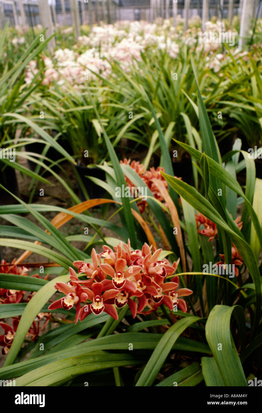 Blooming CYMBIDIUM ORCHIDS at ARMACOST ROYSTON ORCHID FARM SANTA ...