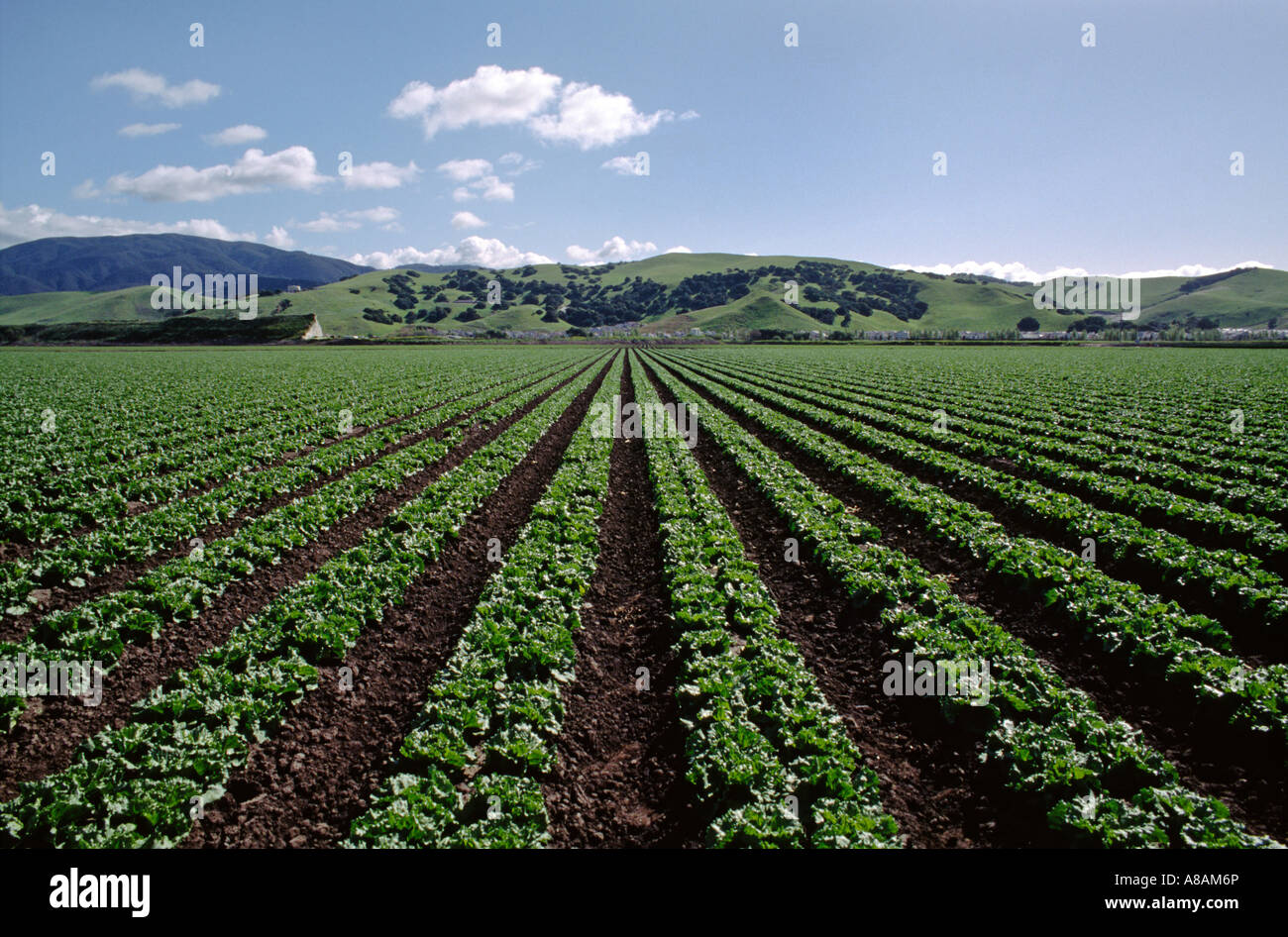 Rows of green leaf lettuce Salinas Valley California Stock Photo - Alamy
