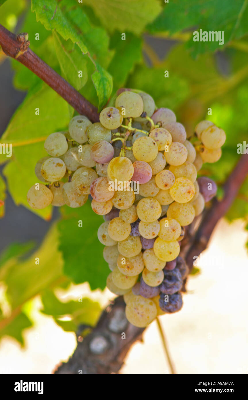 A bunch of Semillon not yet quite ready to pick - Chateau Haut Bergeron ...