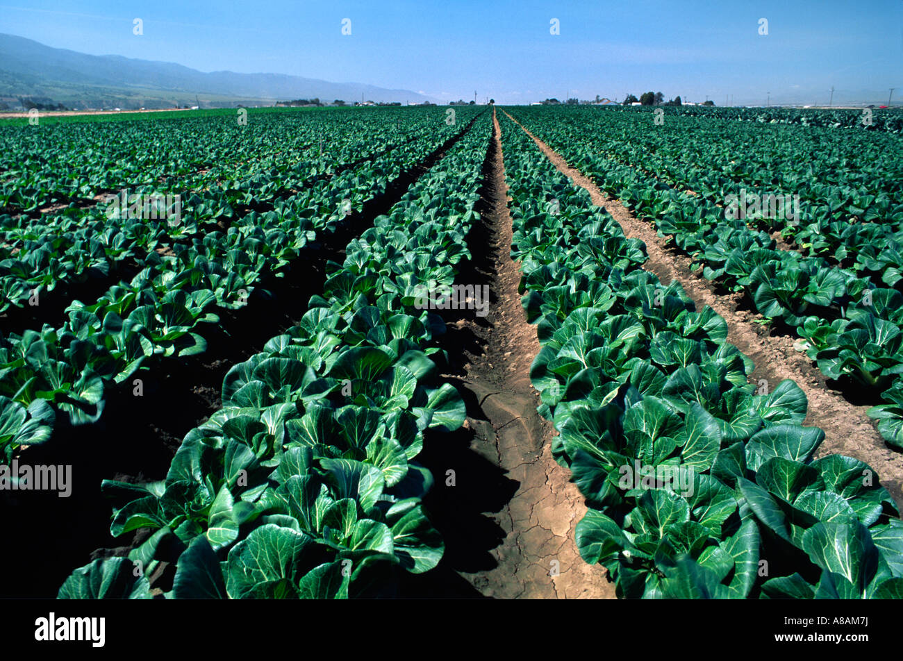 Field of Bok Choy Salinas Valley California Stock Photo - Alamy