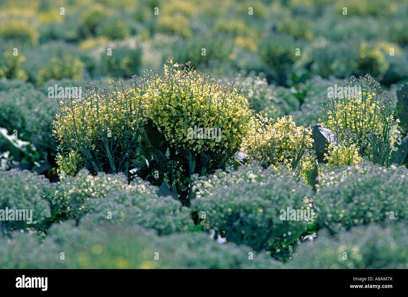 Broccoli plants grown for seed Salinas Valley California Stock Photo ...