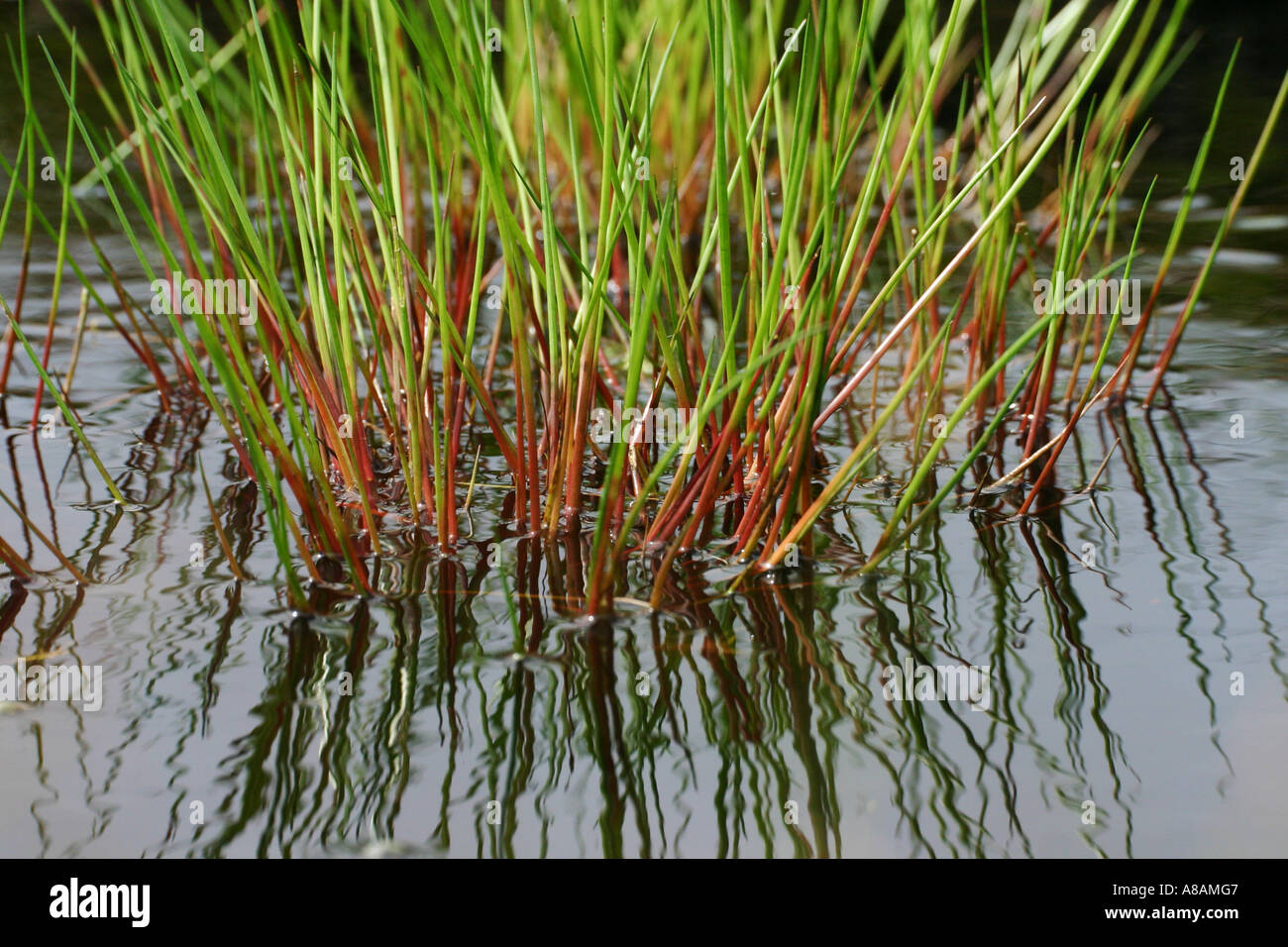Red stemmed grasses reflected in a moorland pool Stock Photo - Alamy