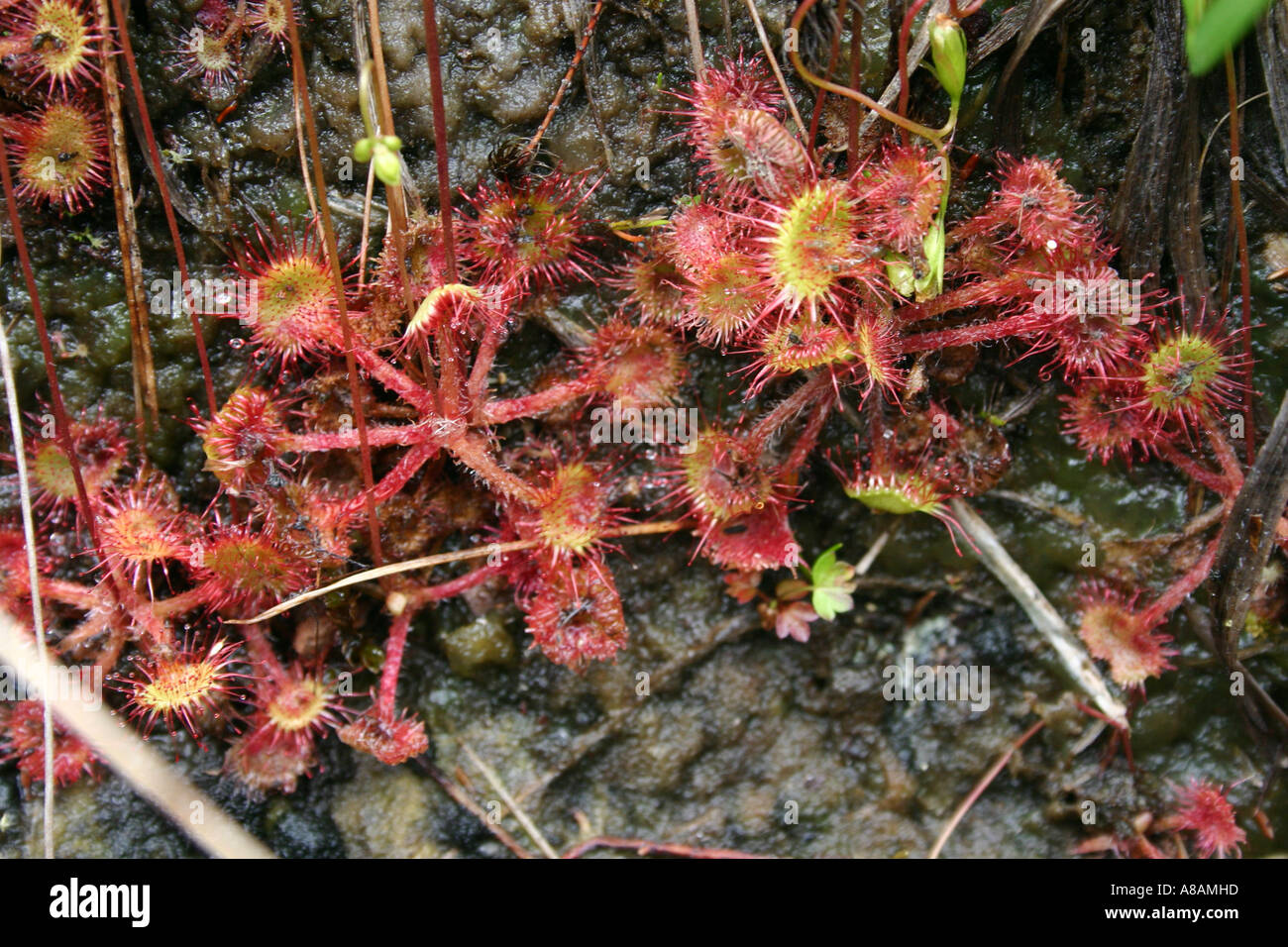 Common Sundew, Drosera rotundifolia, an insectivorous plant of moorland ...