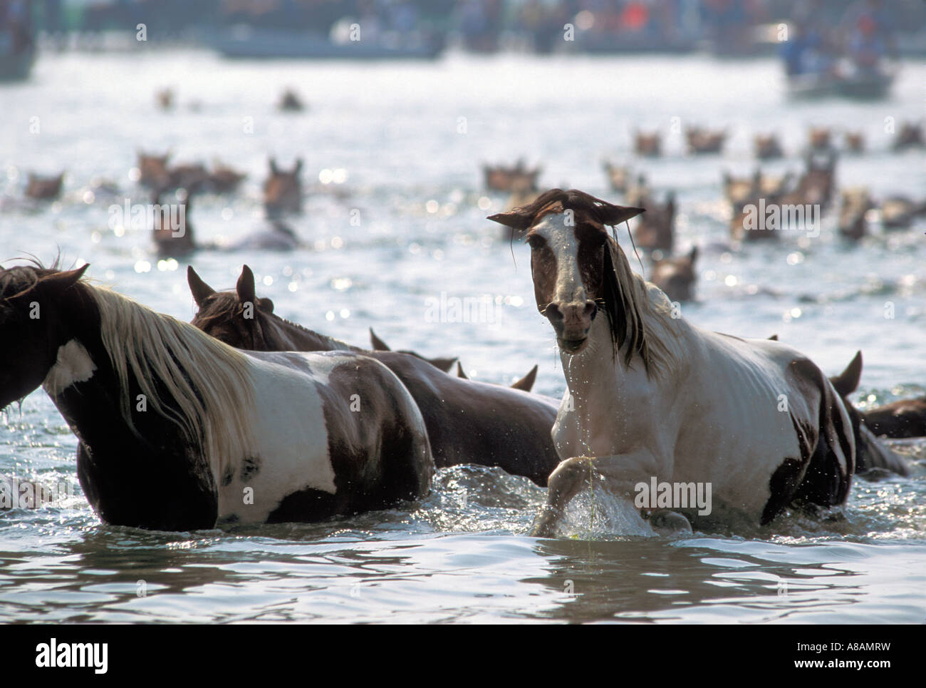 USA Virginia Chincoteague Assateague annual wild pony swim Stock Photo ...
