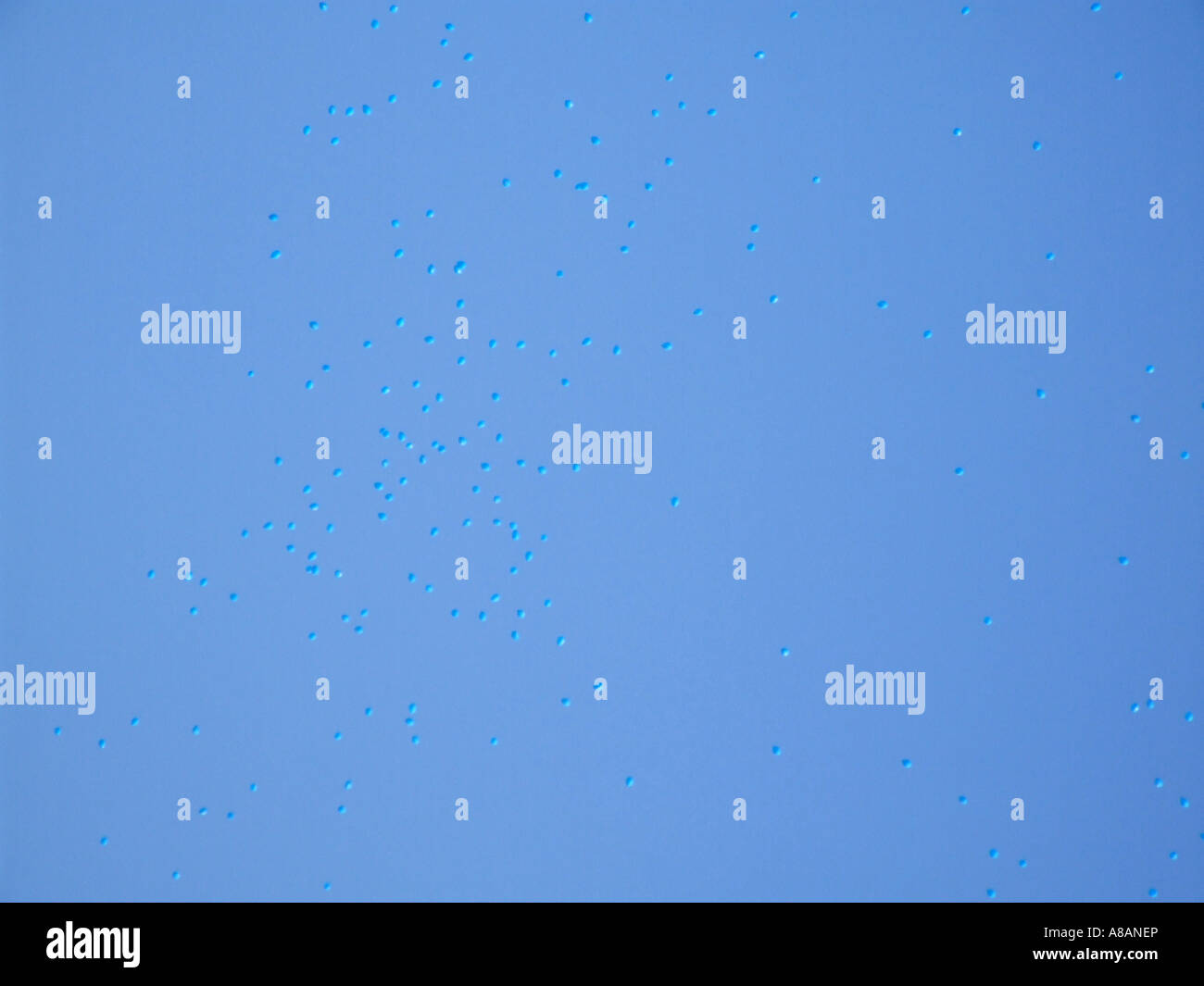 hundreds of blue balloons in sky Stock Photo - Alamy