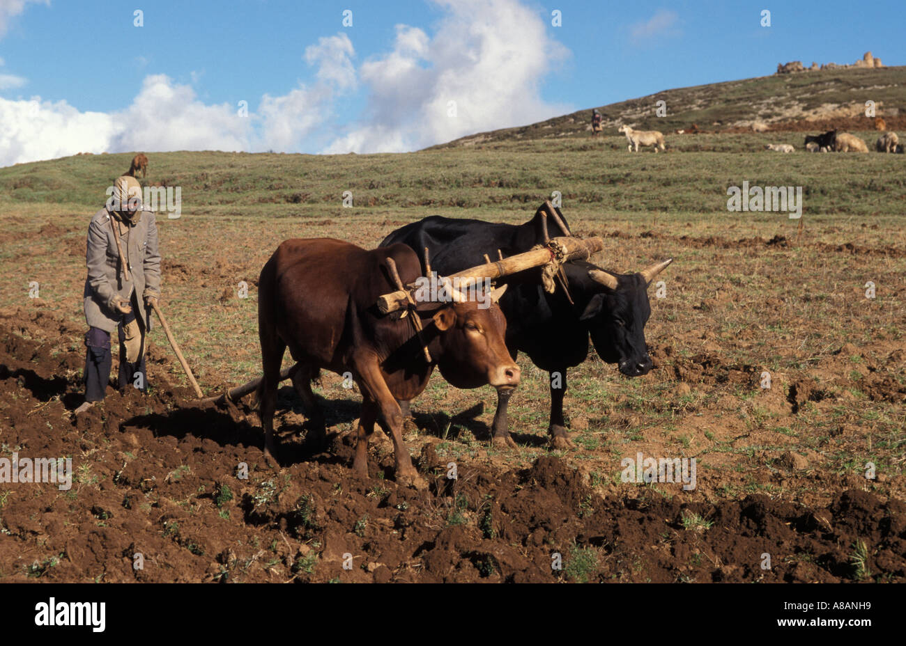 Ox Plough Africa High Resolution Stock Photography and Images - Alamy