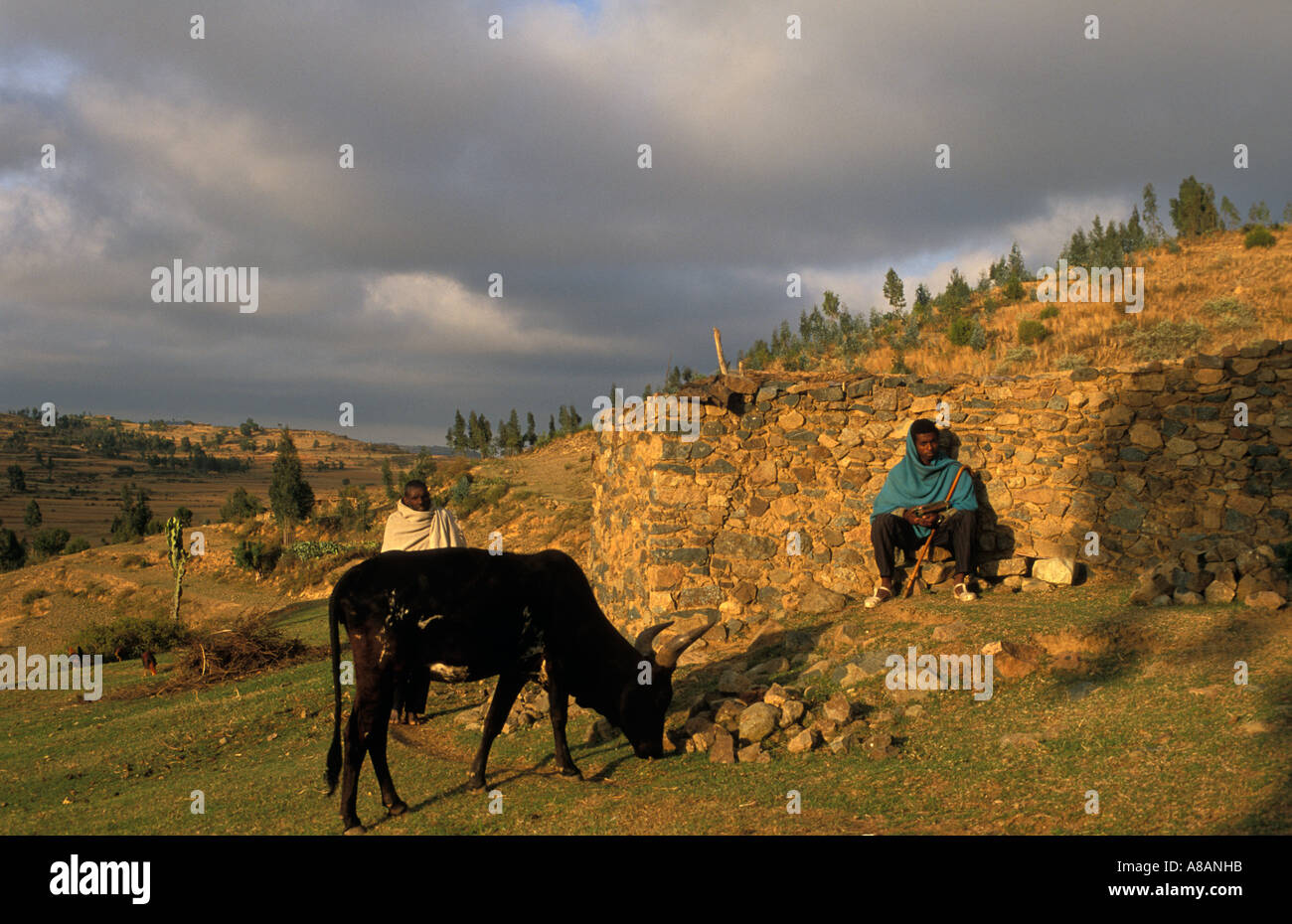 Tigray tigrinya hi-res stock photography and images - Alamy