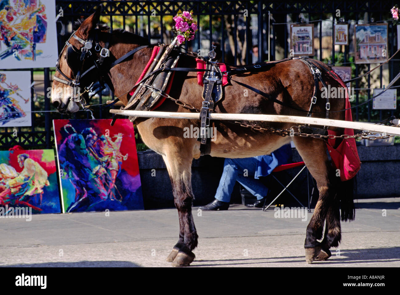 DONKEY Equus asinus is hitched ready to give tourists a ride in the ...