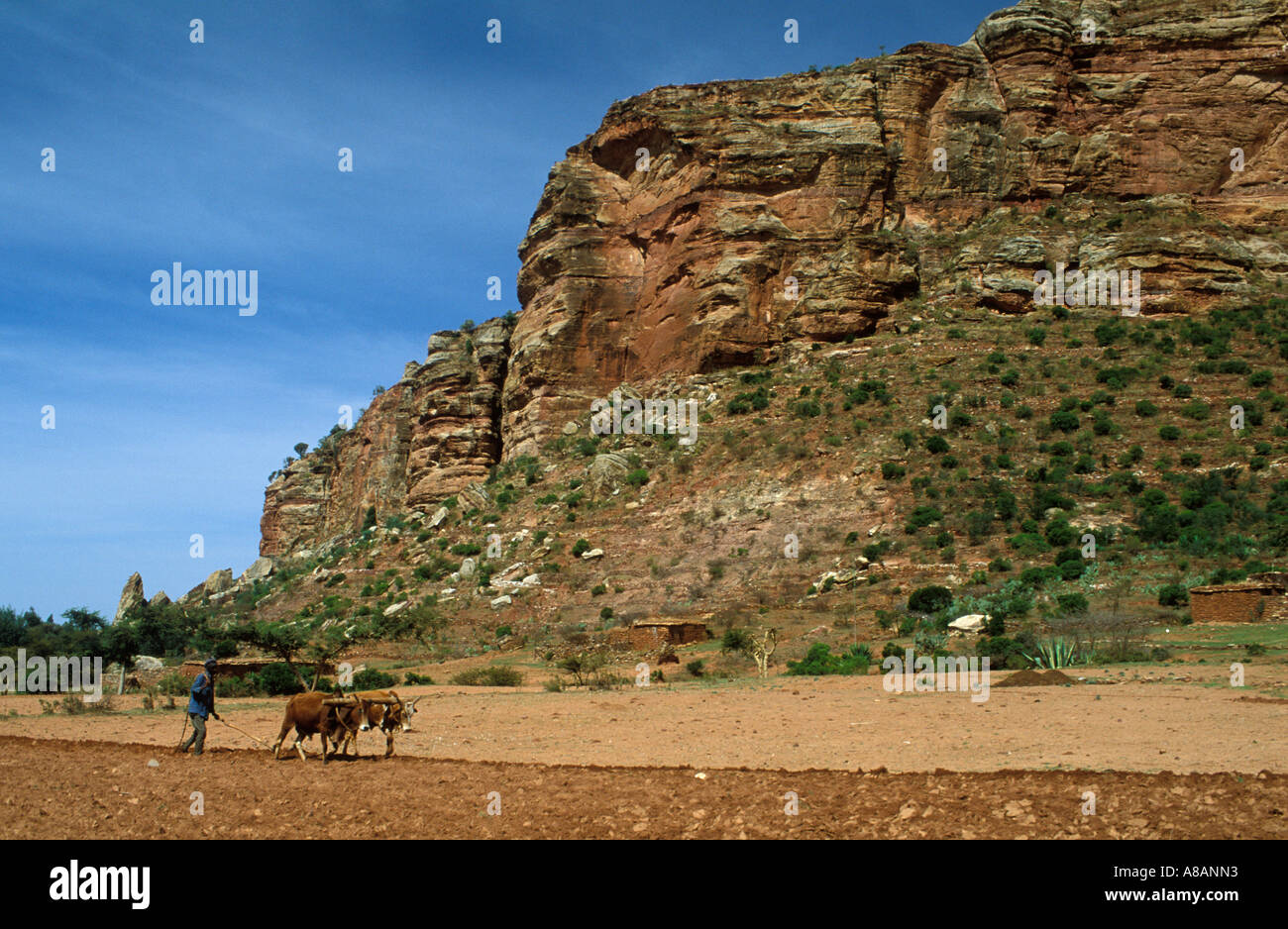 Farming cow ploughing field hi-res stock photography and images - Alamy