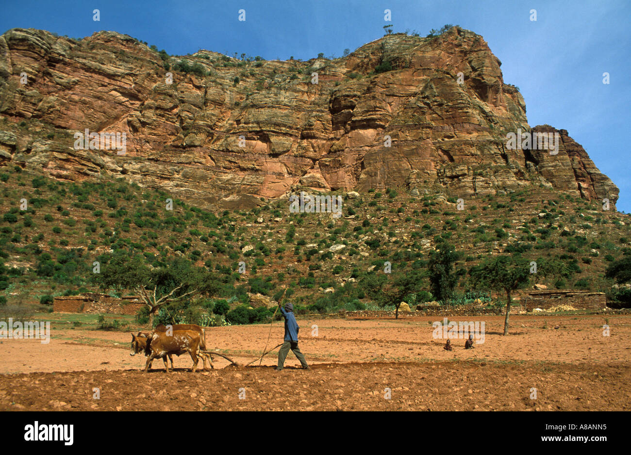 man ploughing field with ox , Gheralta , Eastern Tigray , Ethiopia ...
