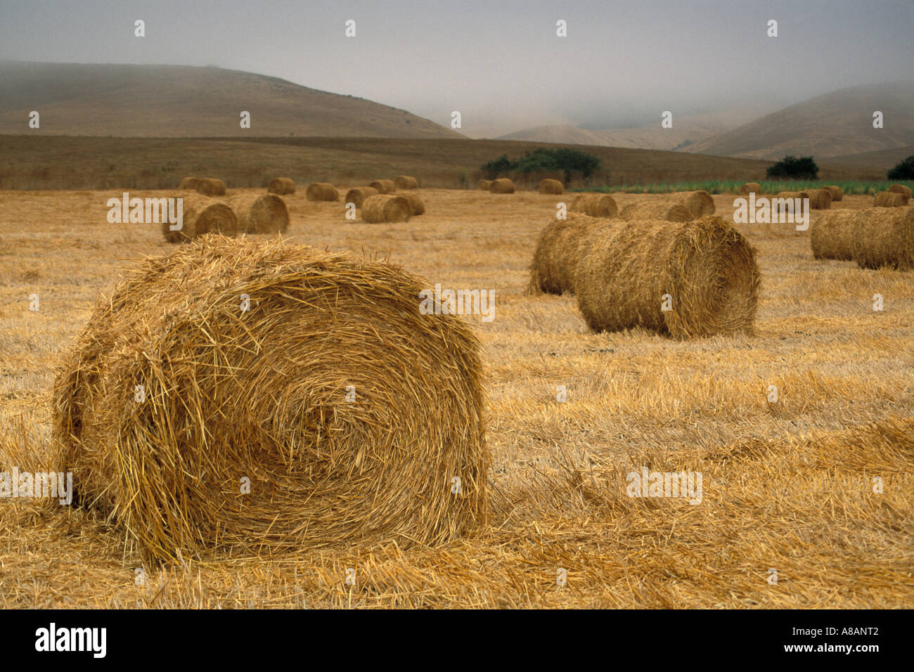 Seasonal baled hi-res stock photography and images - Alamy