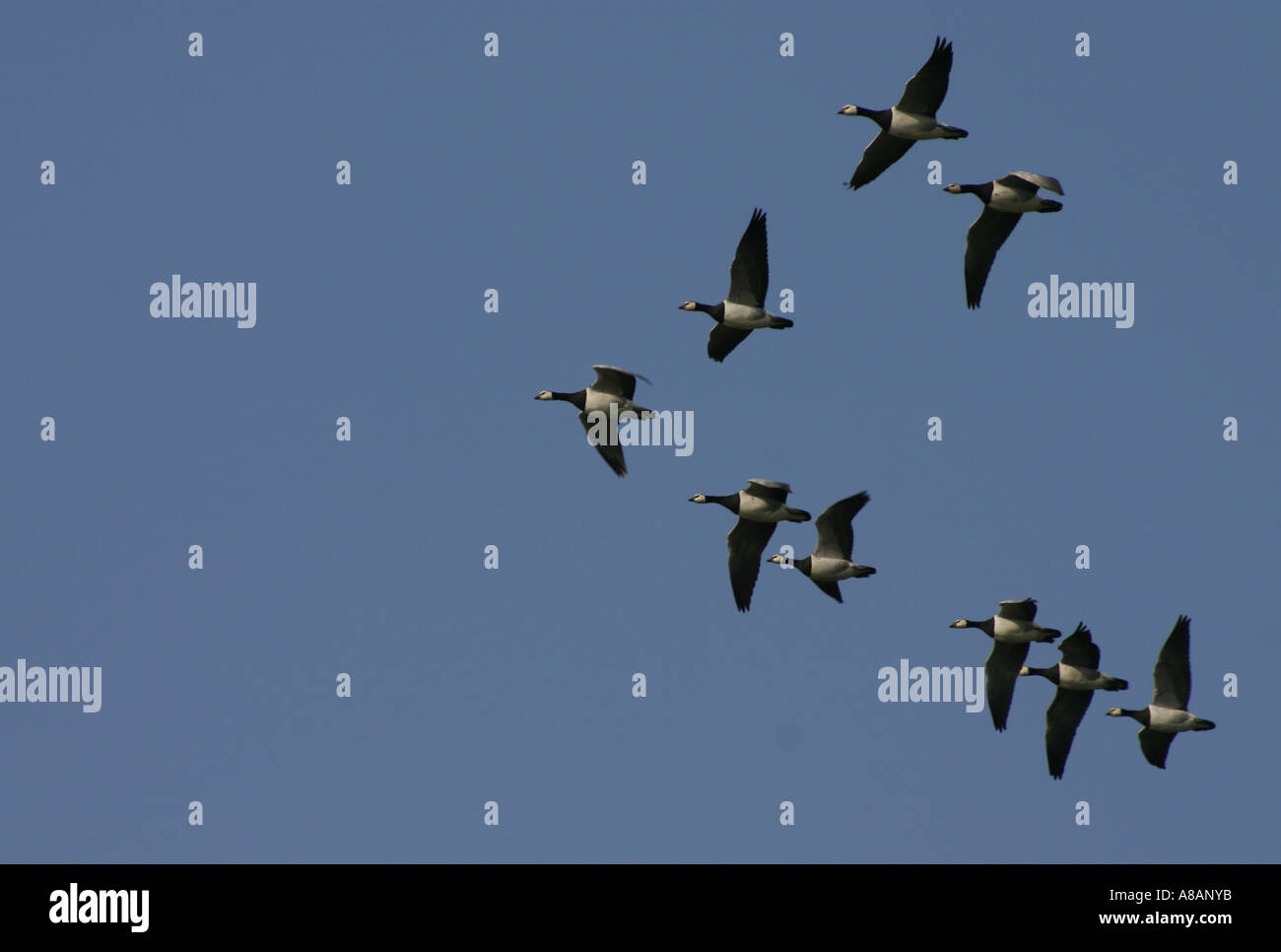 Peter and his goose hi-res stock photography and images - Alamy