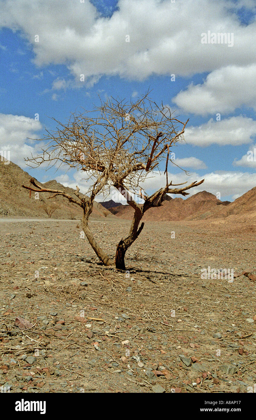Tree Composition 2 Stock Photo - Alamy