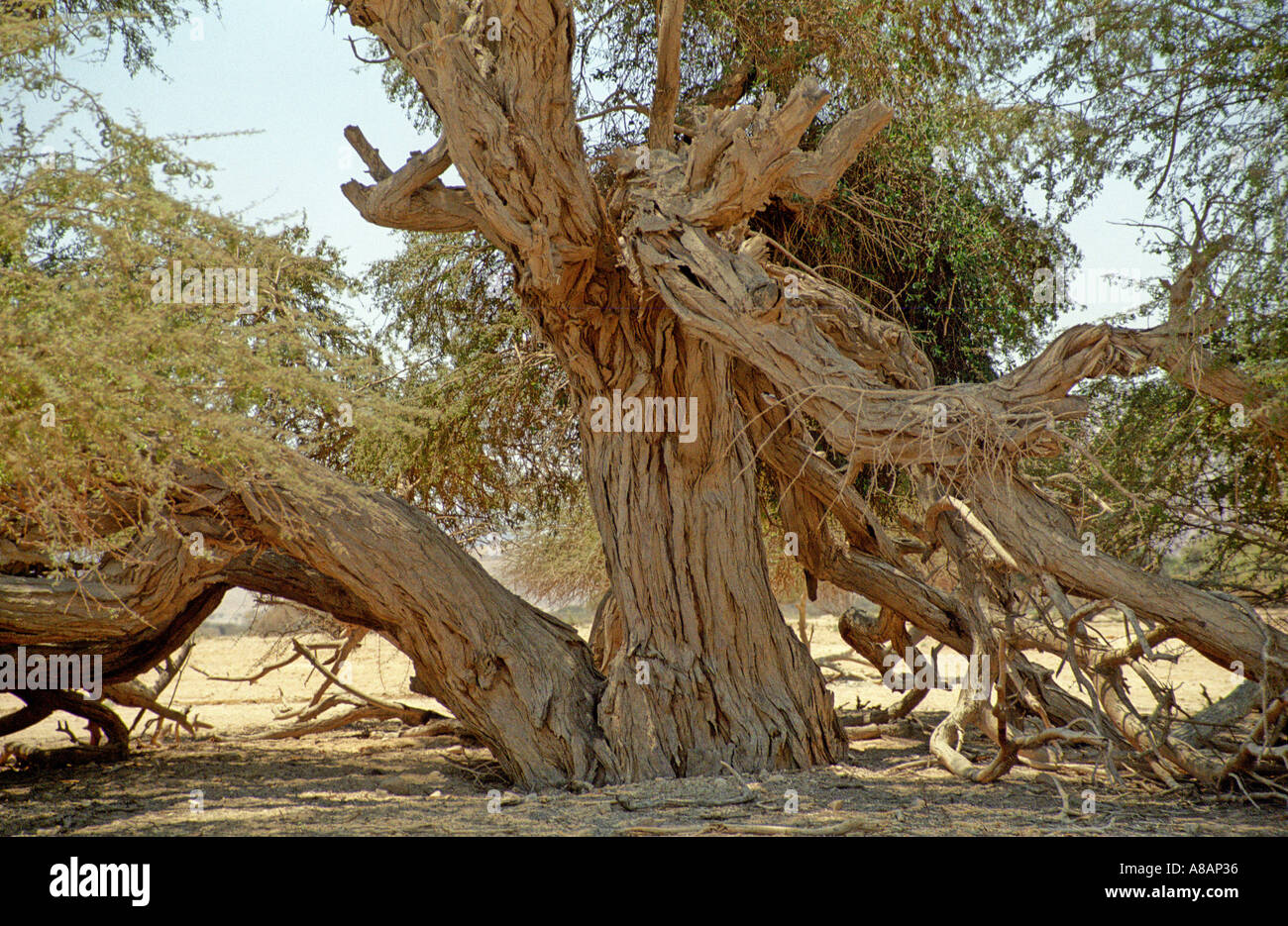 Produce a spiral shape tree twist hi-res stock photography and images ...