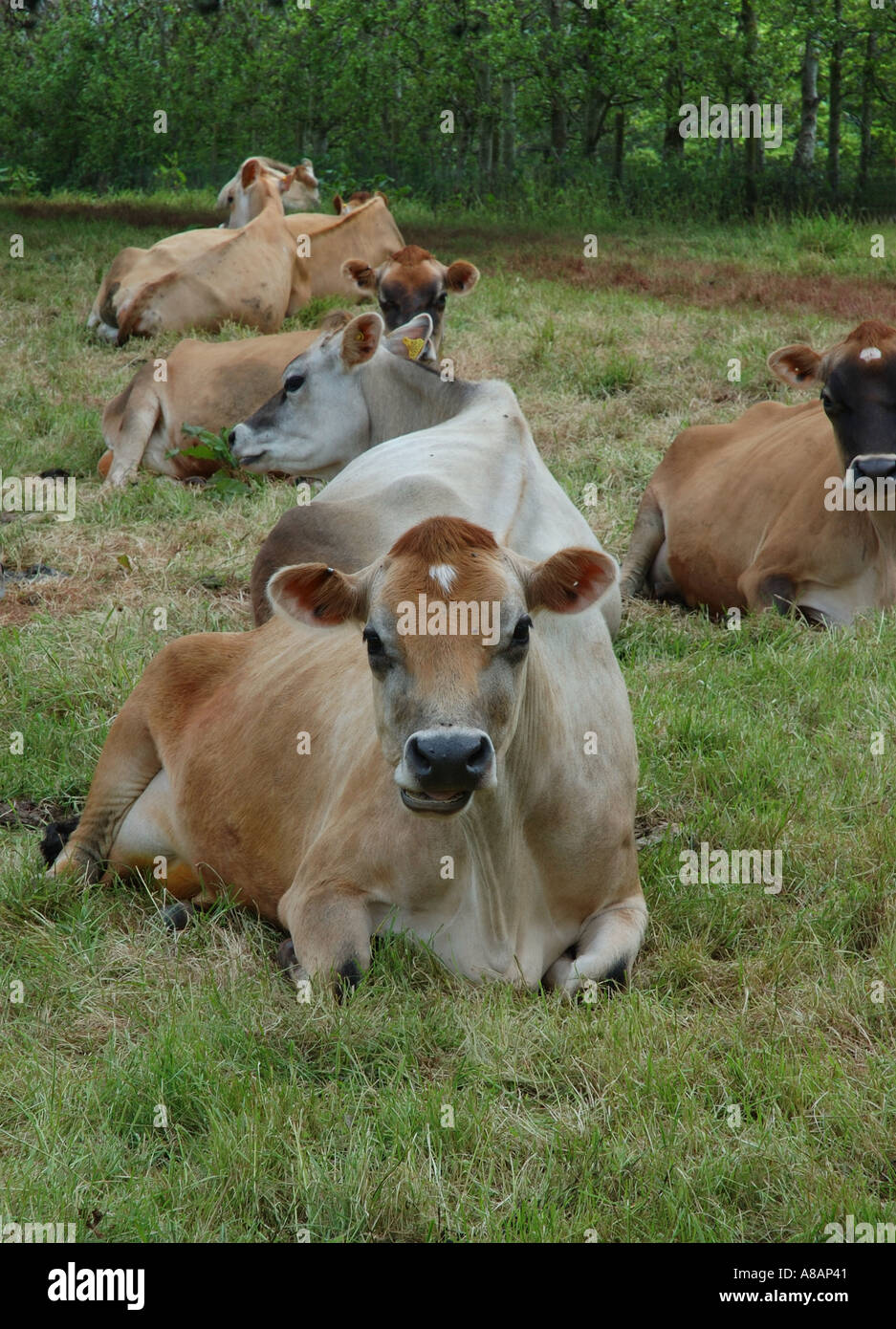 Jersey breed of dairy cows hi-res stock photography and images - Alamy