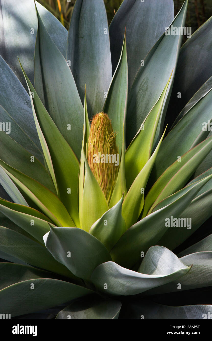 Century plants mexico hi-res stock photography and images - Alamy