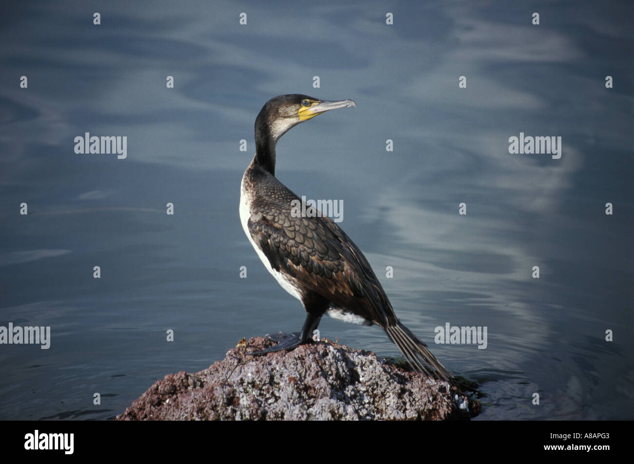 White breasted cormorant ( Phalacrocorax lucidus) on lake Awassa ...