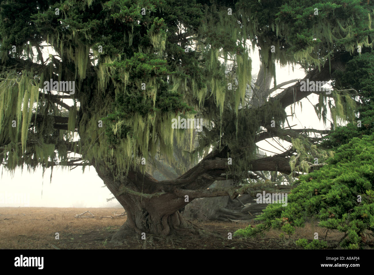 Spanish Moss on Monterey Cypress trees Cupressus macrocarpa in morning ...