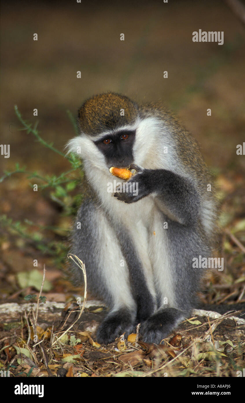 Grivet monkey, Cercopithecus aethiops, Awassa, Ethiopia Stock Photo - Alamy