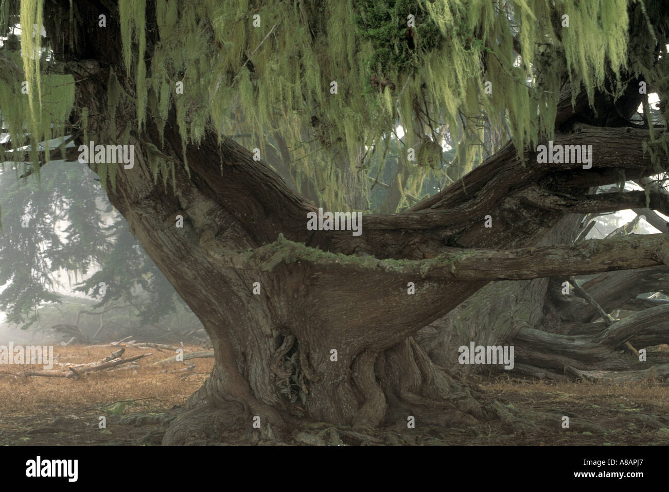 Spanish Moss on Monterey Cypress trees Cupressus macrocarpa in morning ...