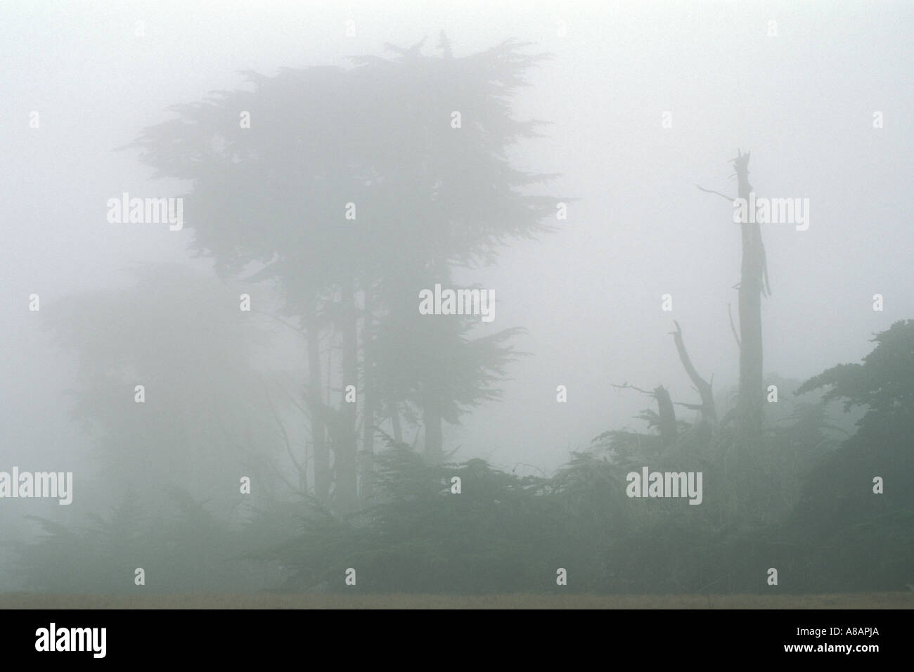 Monterey Cypress trees Cupressus macrocarpa in morning fog on the ...