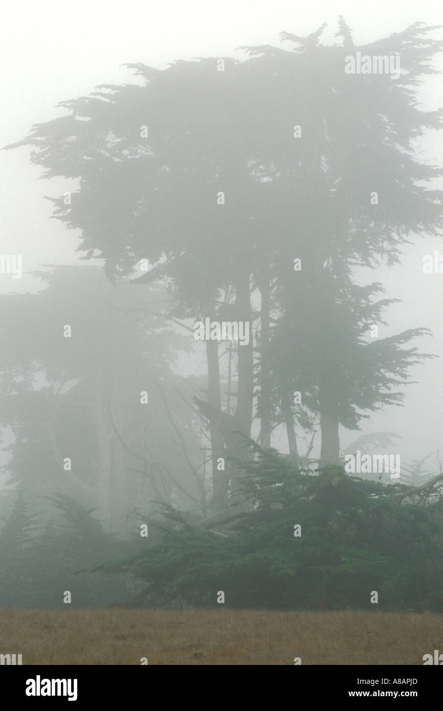 Monterey Cypress trees Cupressus macrocarpa in morning fog on the ...