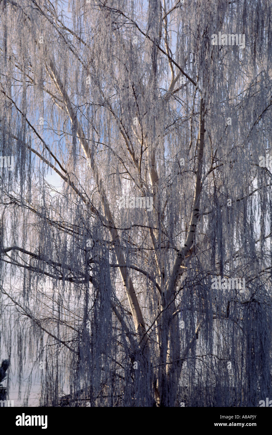 A DORMANT WILLOW TREE Salicaceae family covered in FROST CENTRAL OREGON ...