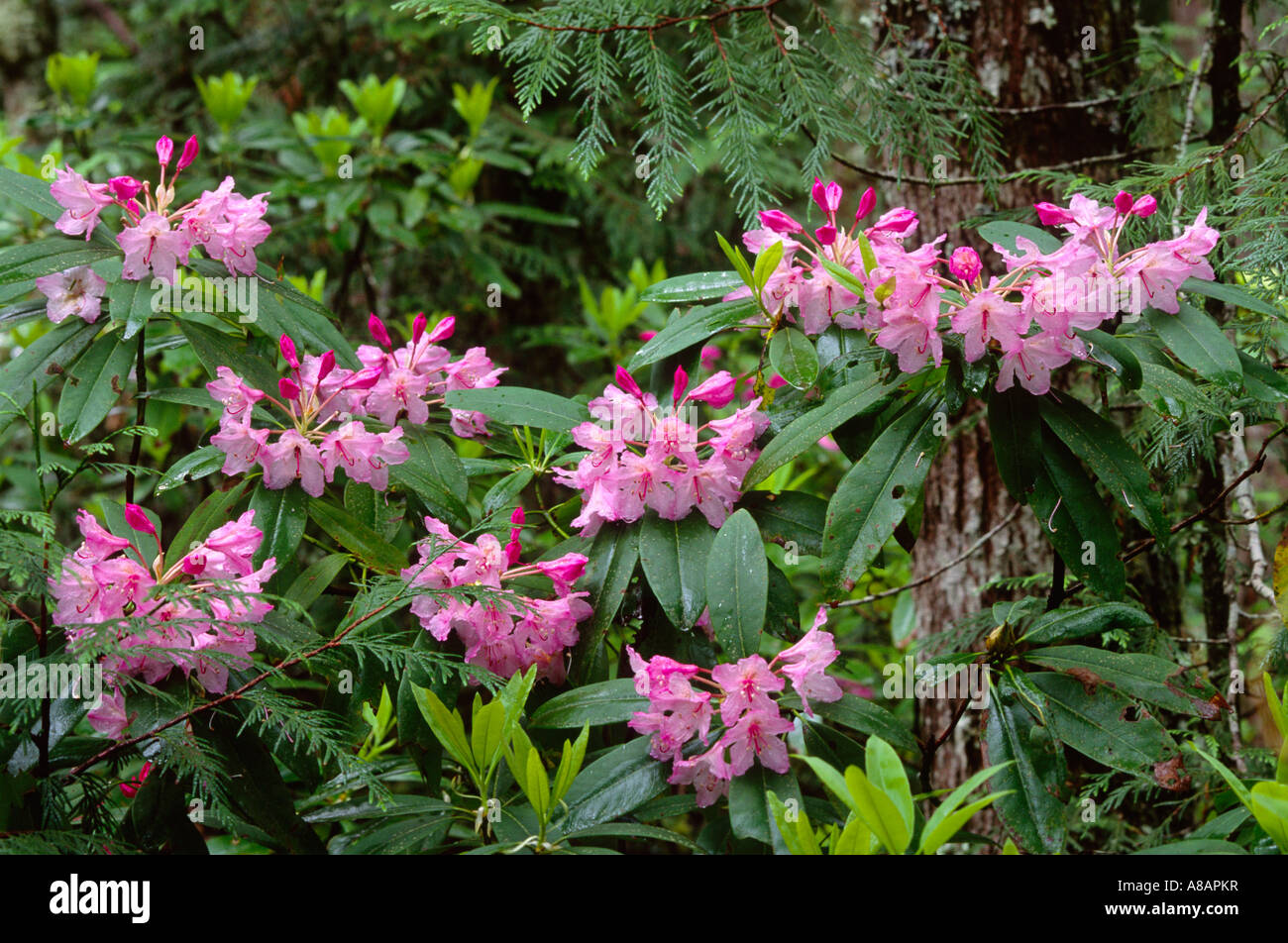 Ericaceae family hi-res stock photography and images - Alamy