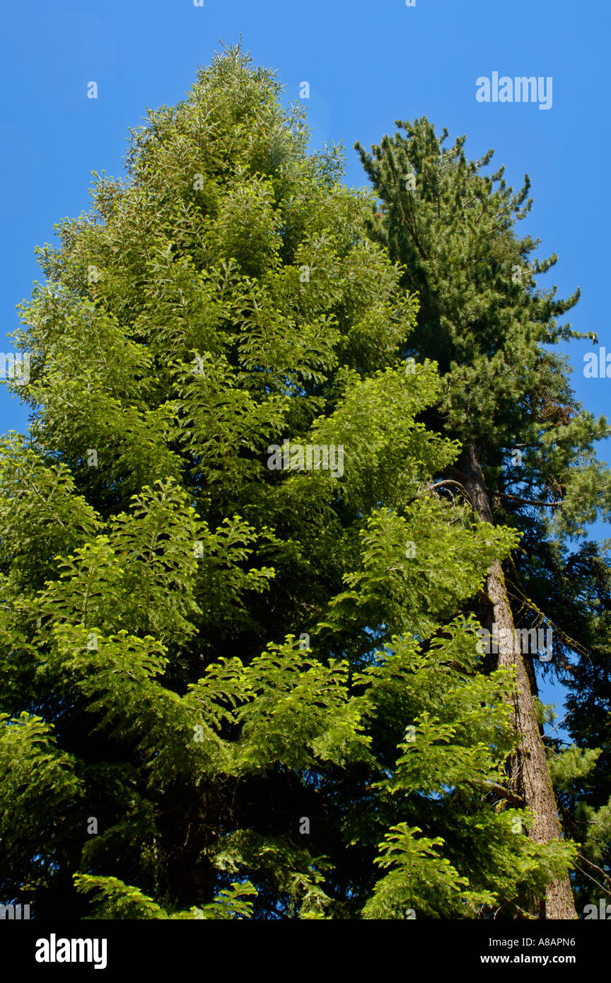 Mixed Conifer Forest along the Congress Trail Giant Forest Sequoia NP ...