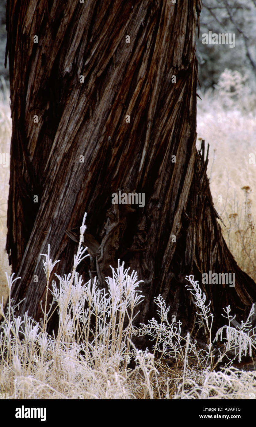 JUNIPER TREE Cupressaceae family in WINTER BEND OREGON Stock Photo - Alamy