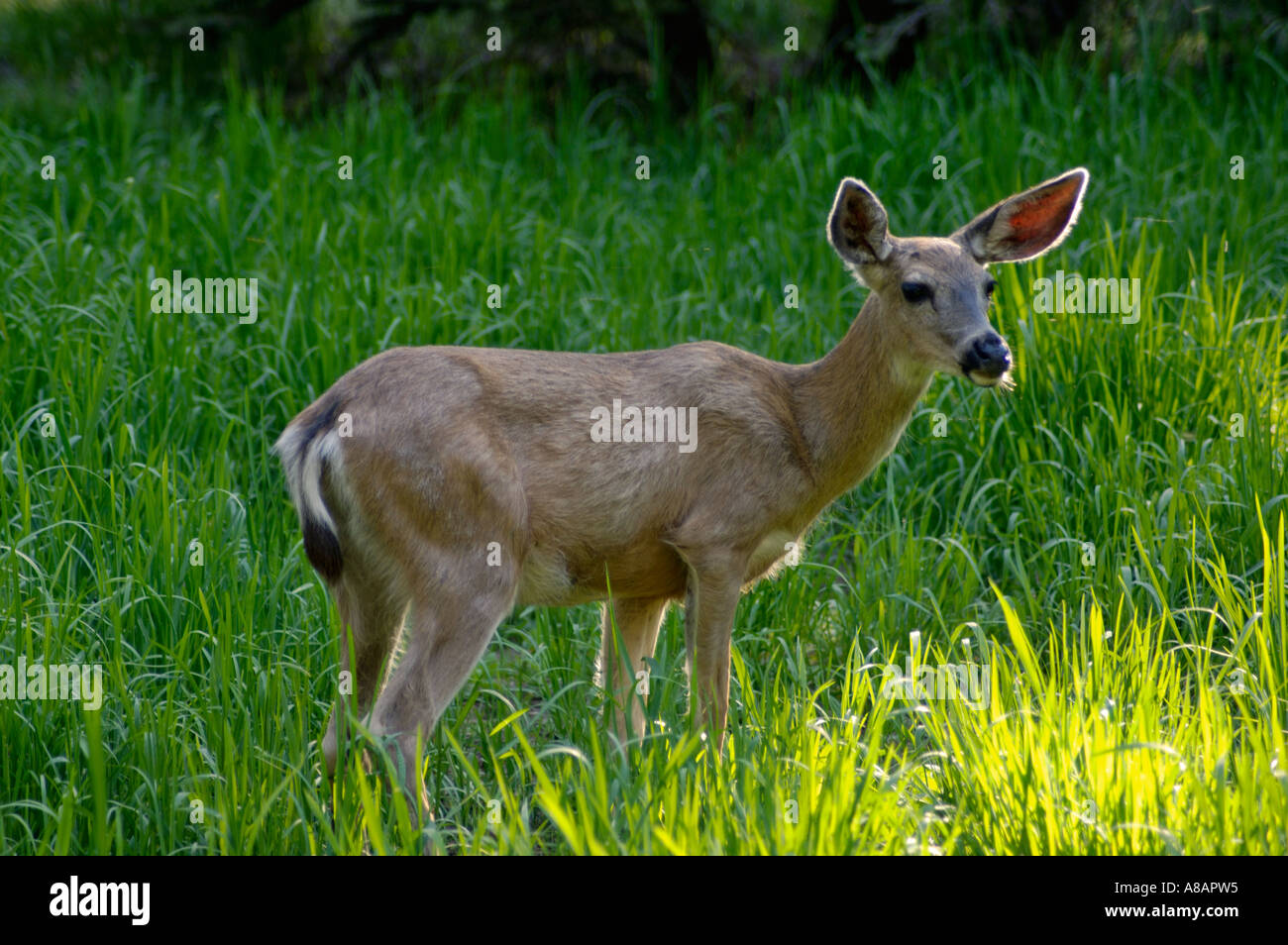 Female Doe Mule Deer Odocoileus hemionus in green grass meadow Dorst ...