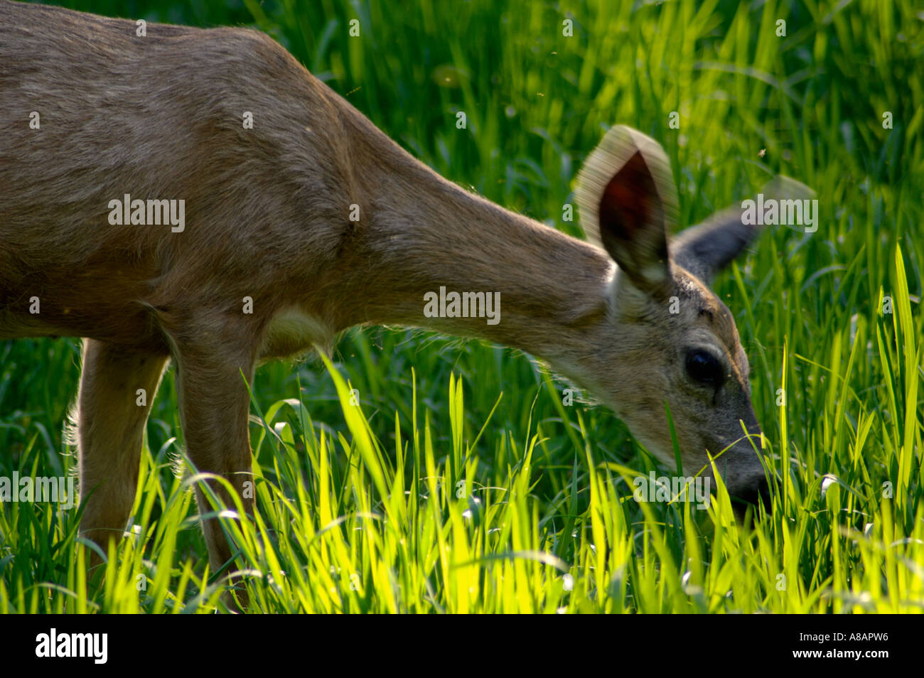Female Doe Mule Deer Odocoileus hemionus eating green food grass in ...