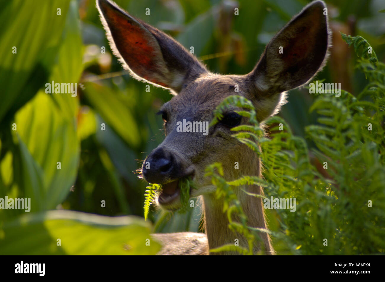 Will Deer Eat Ferns