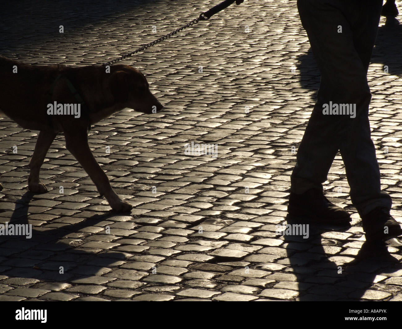shadow of couple walking dog on cobbled street Stock Photo - Alamy