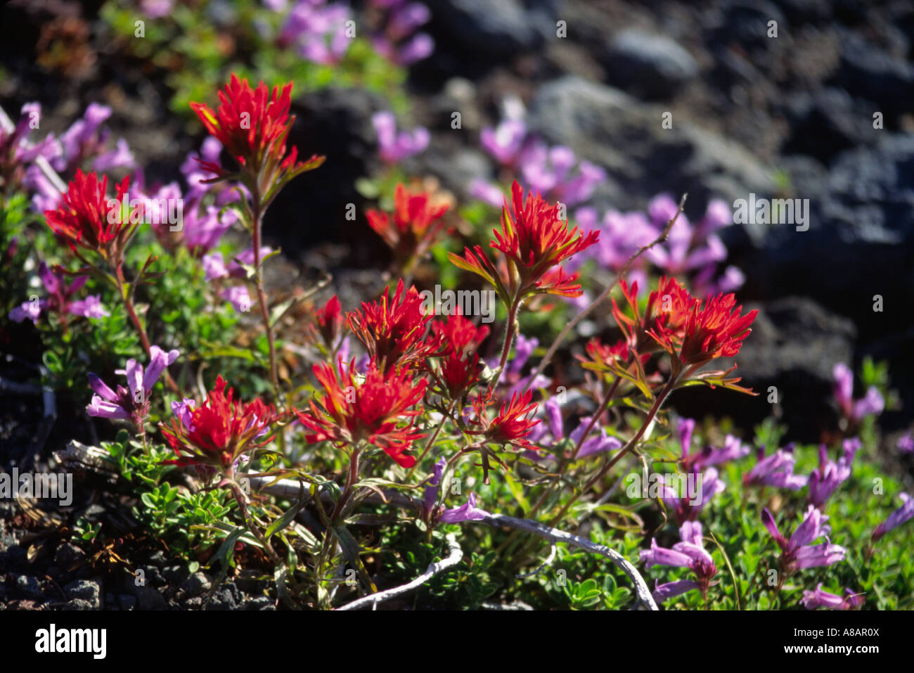 Indian Paintbrush Castilleja linariaefolia flourishes in the Cascade ...