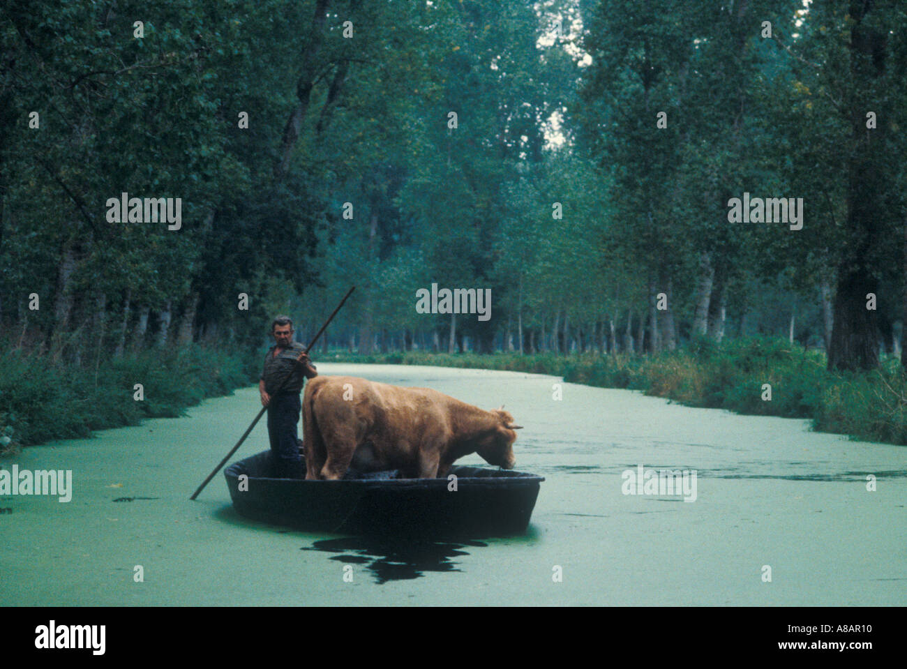 Marais Poitevin France Farmer transporting his cow on a boat Stock ...