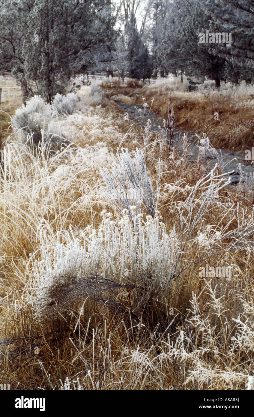 Native grasses hi-res stock photography and images - Alamy