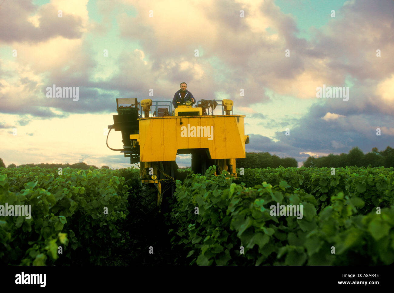 Grapes machine hi-res stock photography and images - Alamy