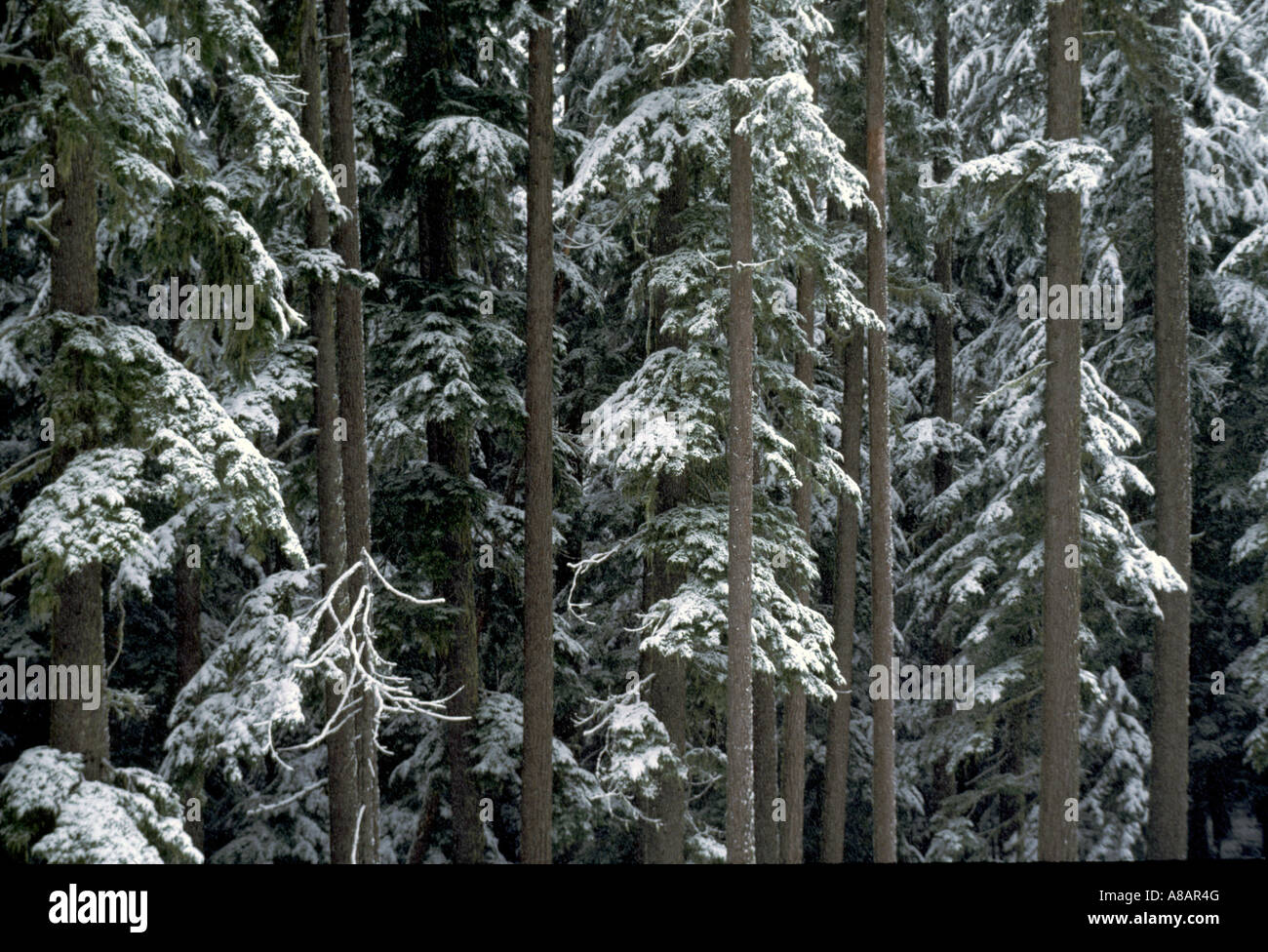 WINTER SNOW enshrouds a FIR FOREST in the CASCADE MOUNTAINS OREGON ...