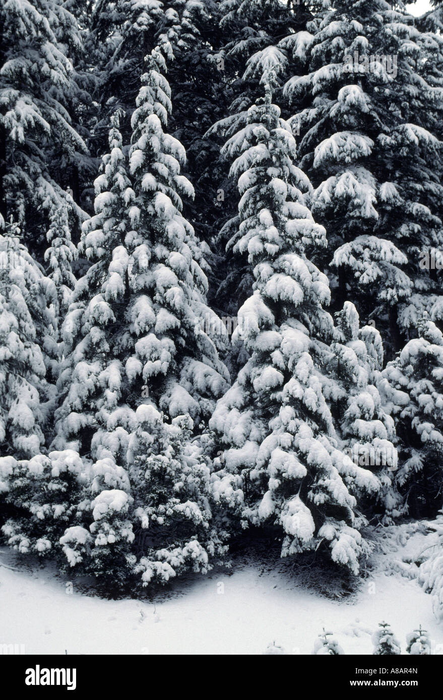 WINTER SNOW enshrouds a FIR FOREST in the CASCADE MOUNTAINS OREGON ...