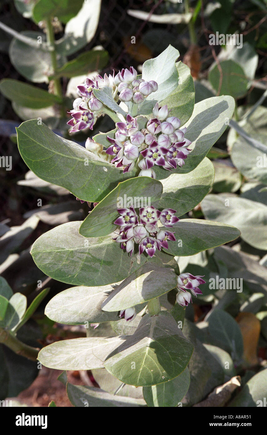 Sedom hi-res stock photography and images - Alamy