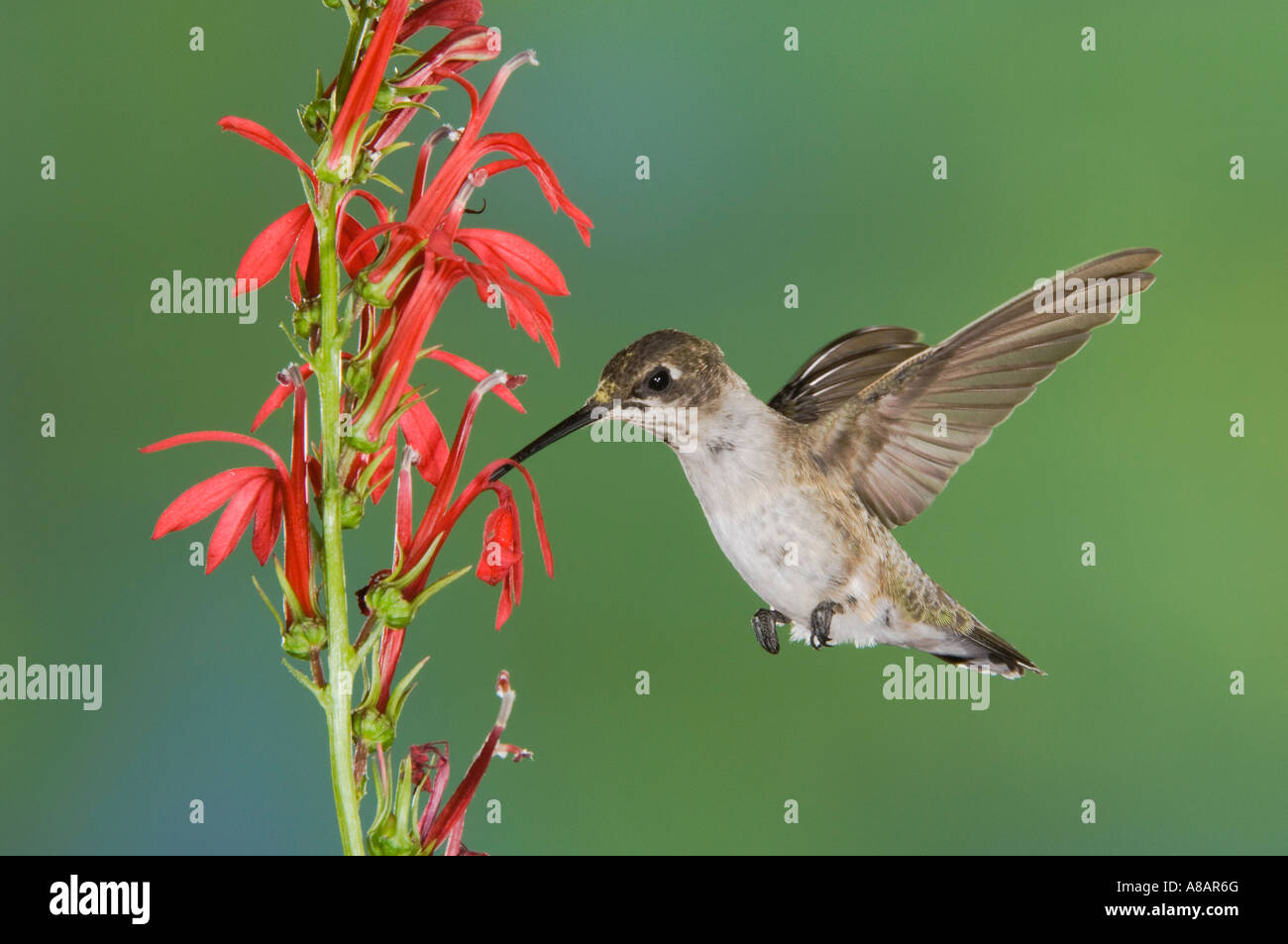 Black-chinned Hummingbird Archilochus alexandri immature male feeding ...